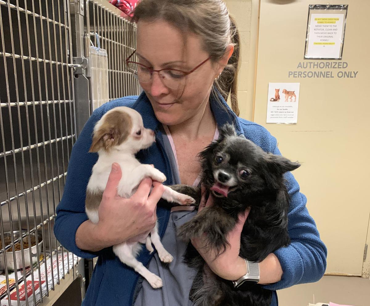 How Charleston Animal Society’s ‘far-fetched’ idea could save lives ...